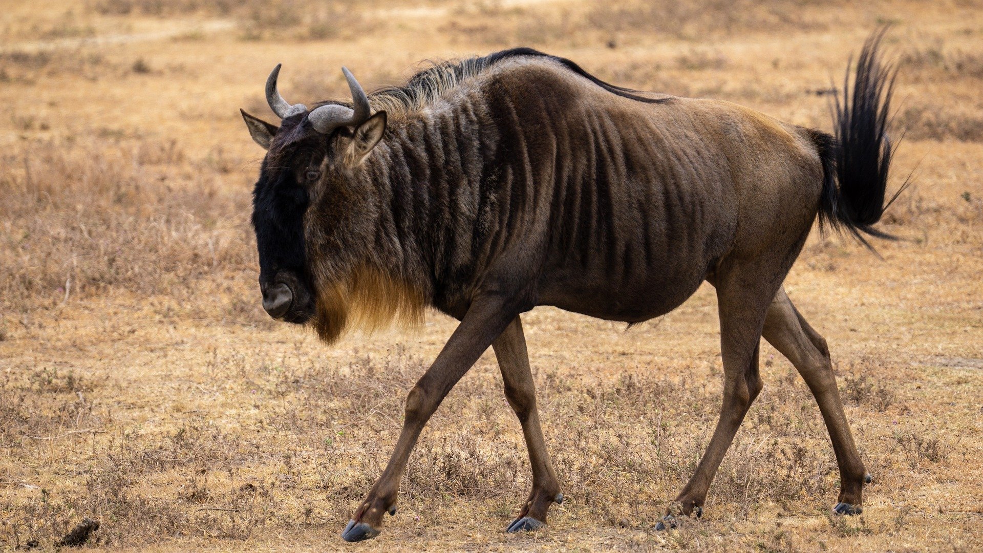How Fast Can A Wildebeest Run? | Tanzania Specialist