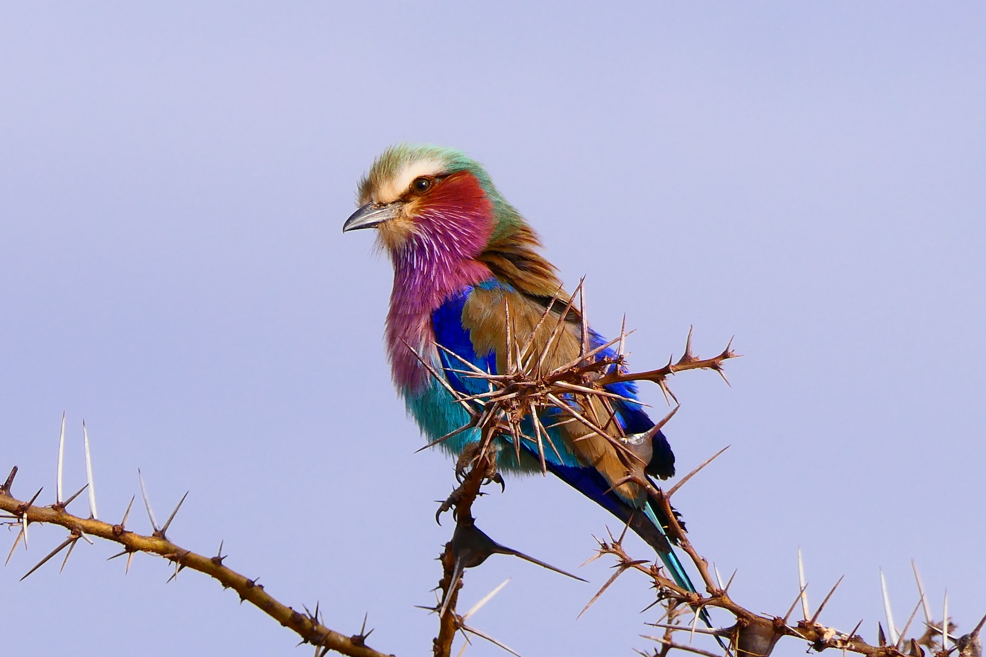 Birds of Tanzania | Top 10 Photos | Tanzania Specialist