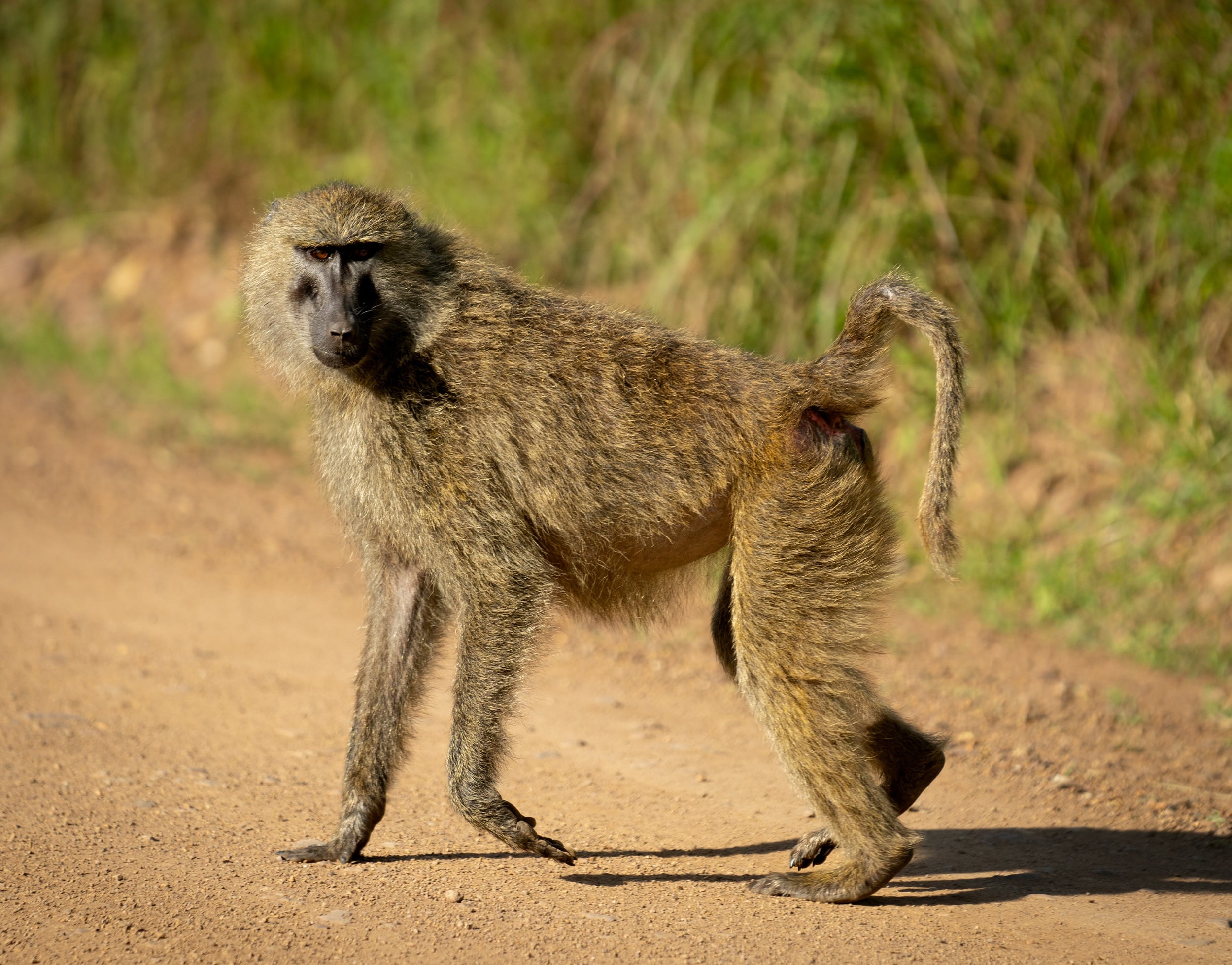 Lake Manyara National Park- travel tips l Tanzania Specialist