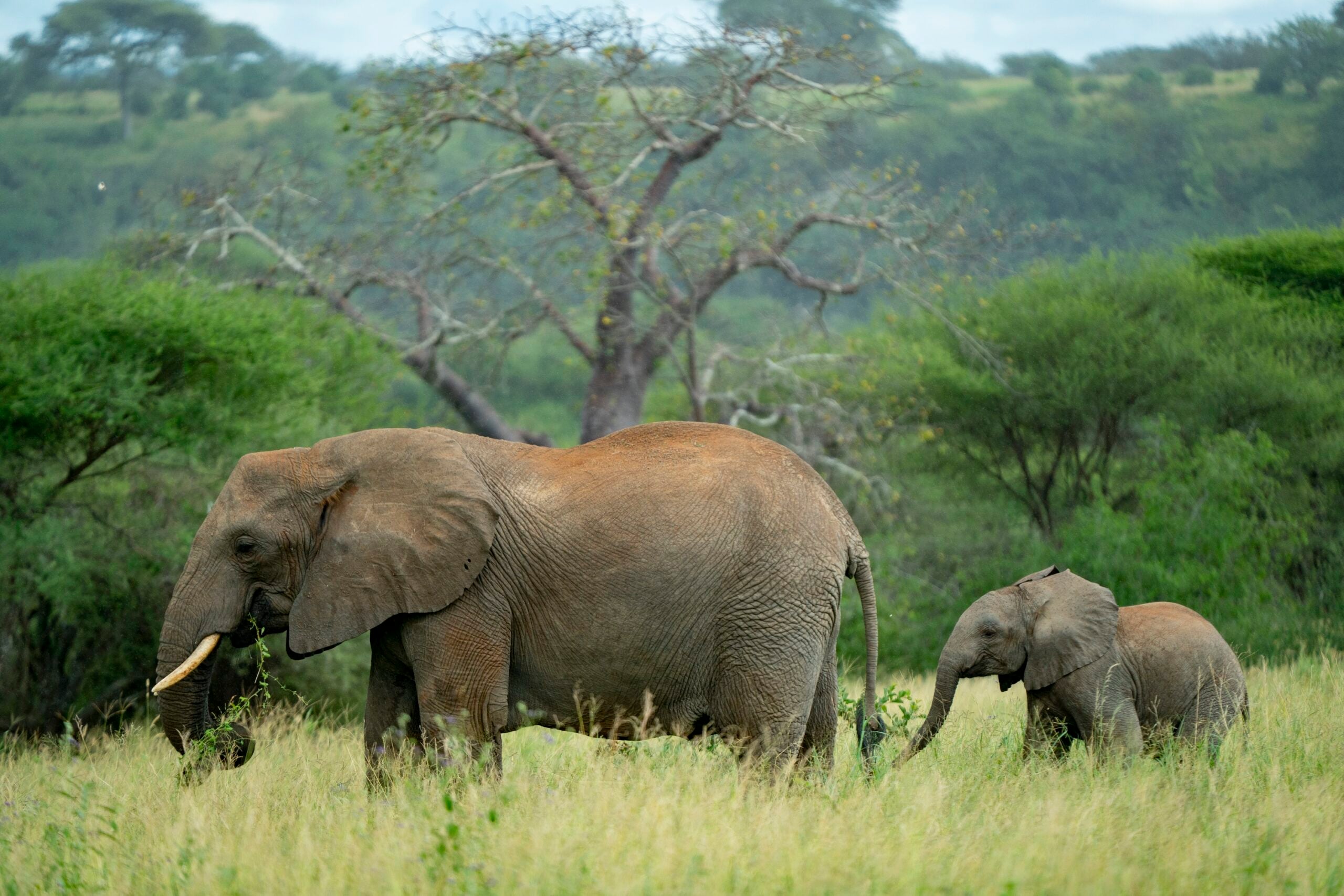 Tarangire National Park - travel tips l Tanzania Specialist