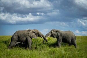 Tanzania trees | Guide to the most common and well-known trees