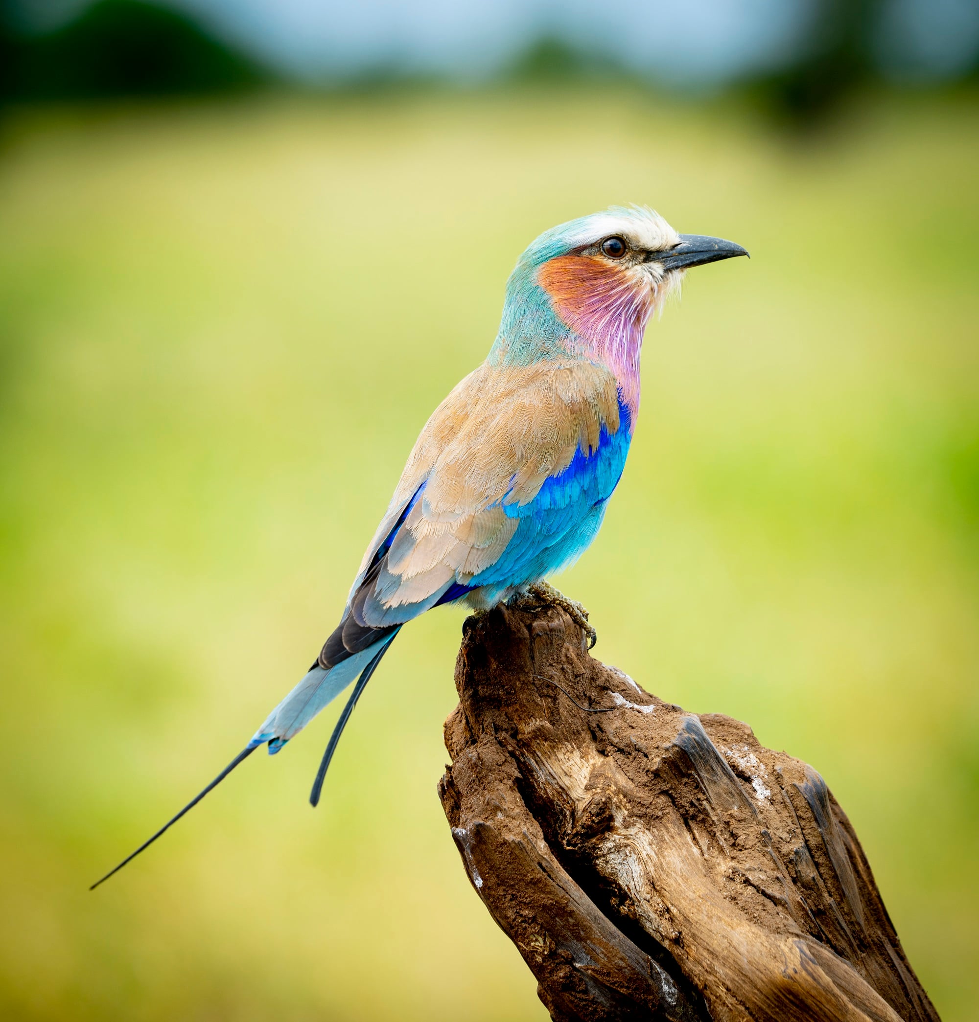 Tarangire National Park - travel tips l Tanzania Specialist