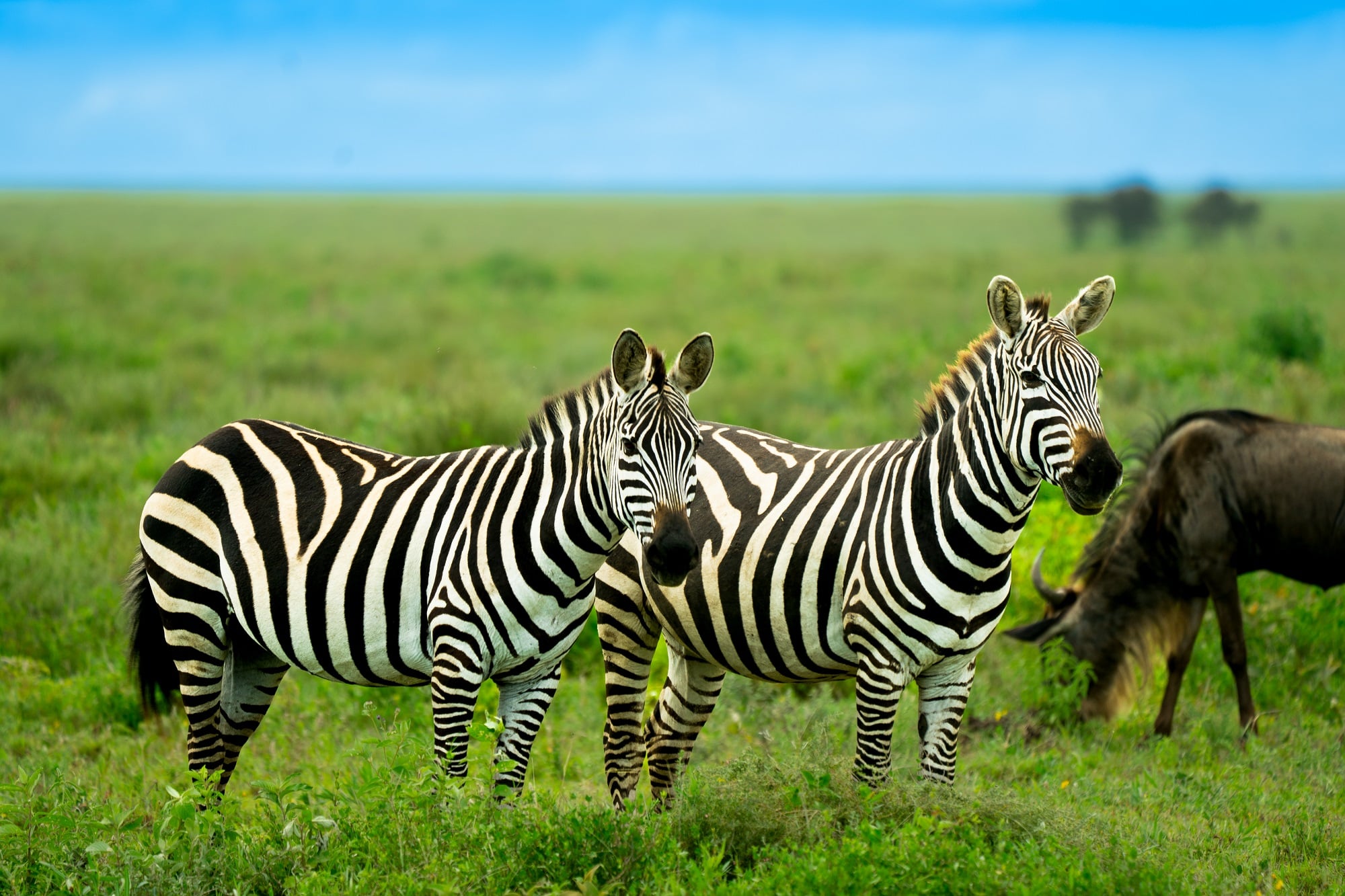 Lake Manyara National Park- travel tips l Tanzania Specialist
