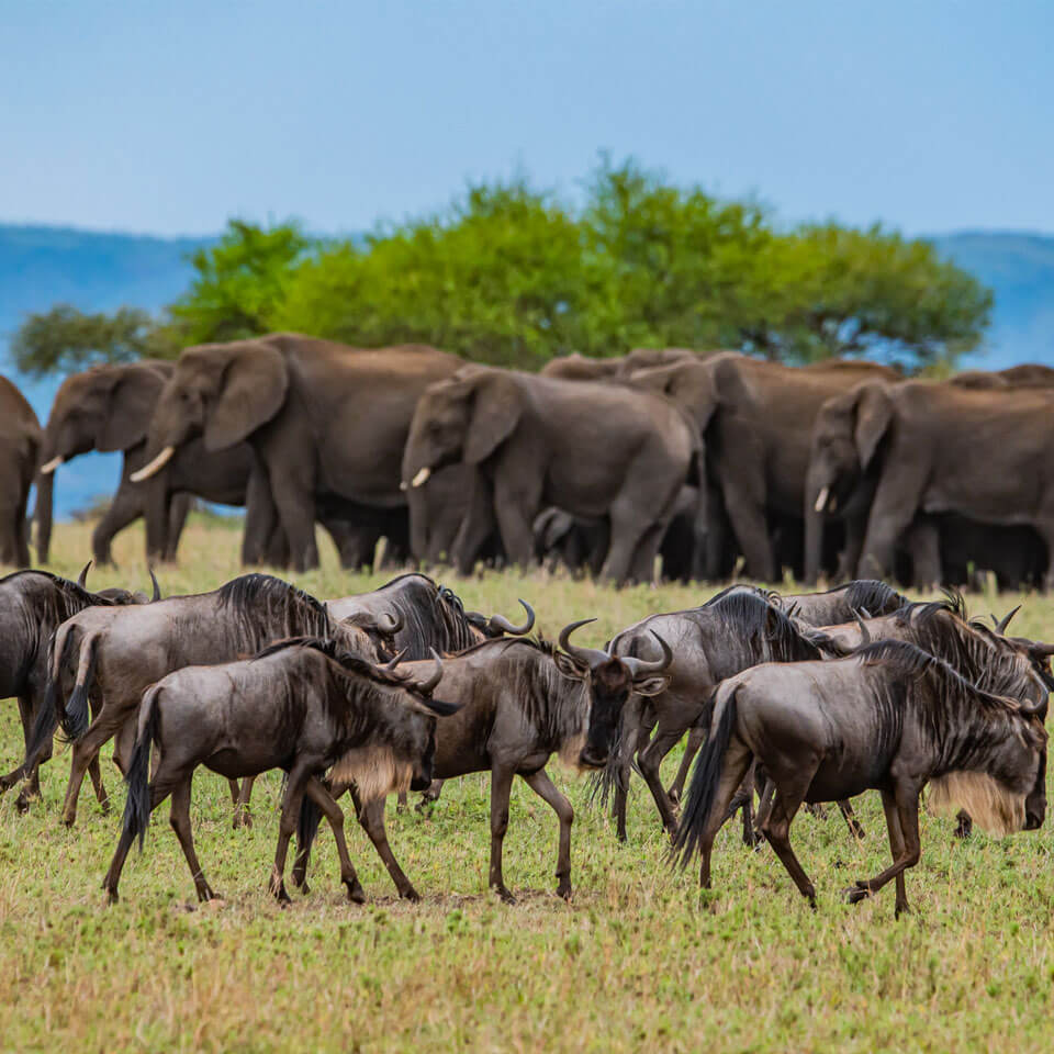 Leading Travel Agency in Tanzania - Book your Tanzania Vacation.