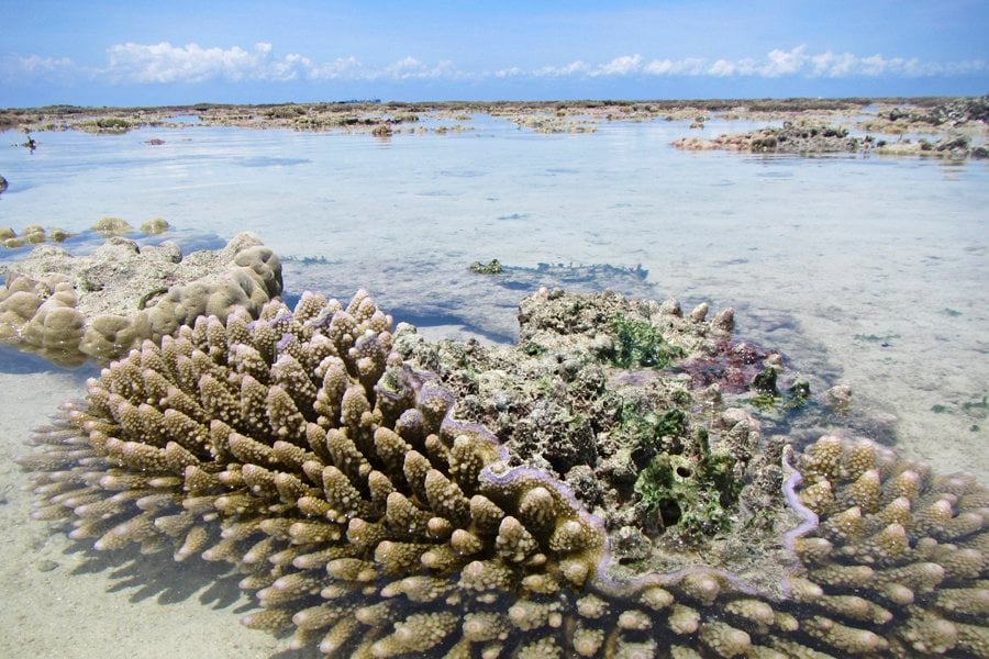 Chumbe Island - day trip | Tanzania Specialist