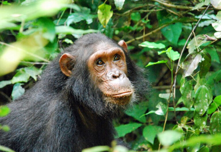 8 Days Chimpanzee Safari Gombe + Mahale | Tanzania Specialist