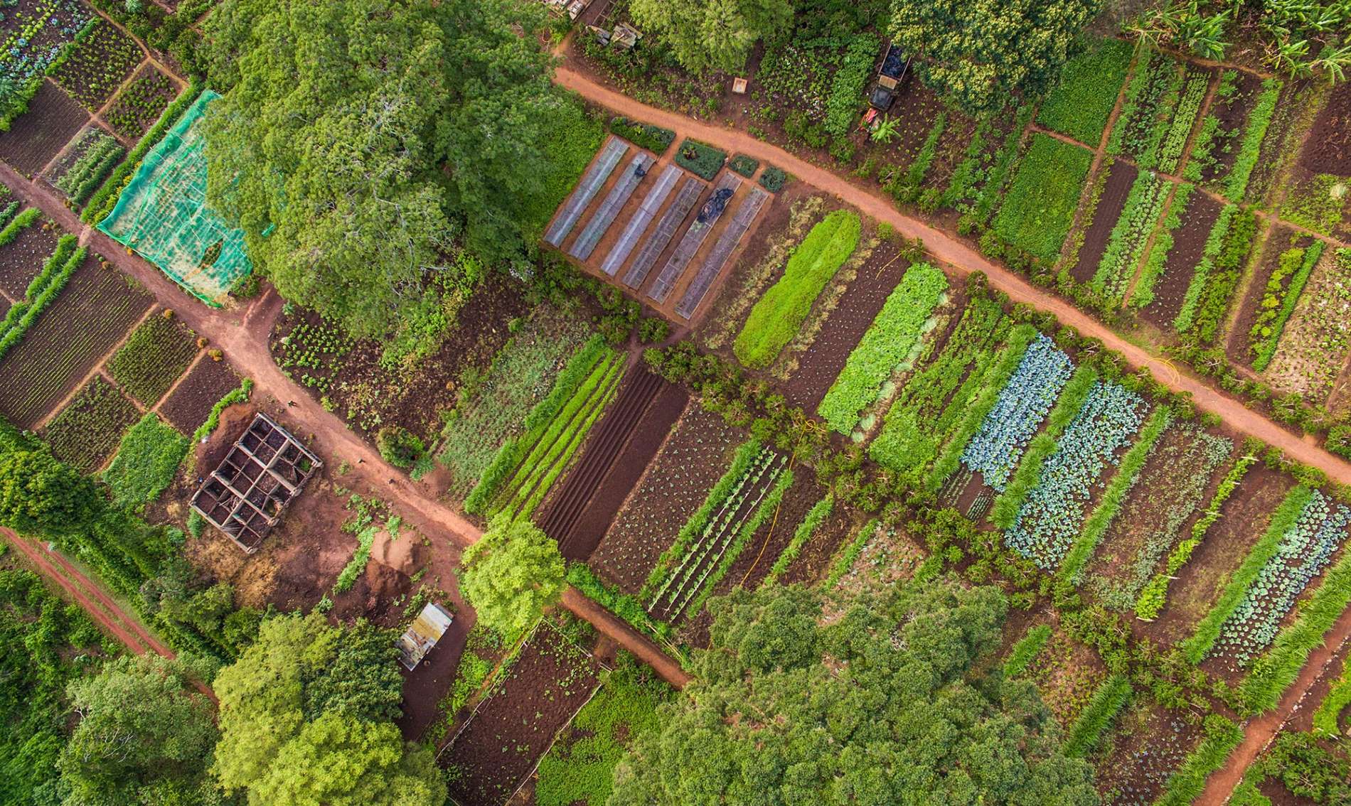 Gibb's Farm walk & lunch | Tanzania Specialist