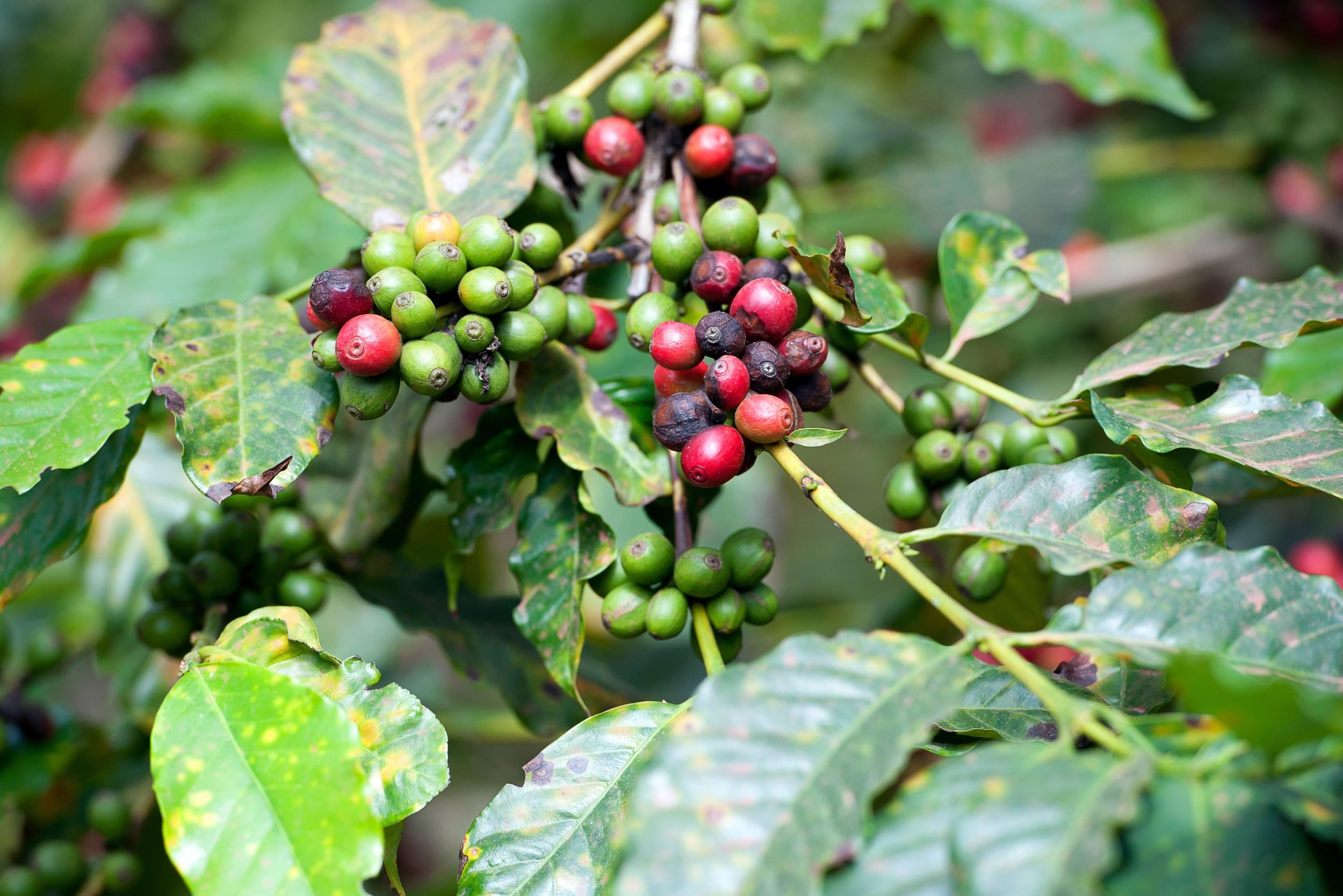 Visit a coffee plantation in Arusha | Tanzania Specialist