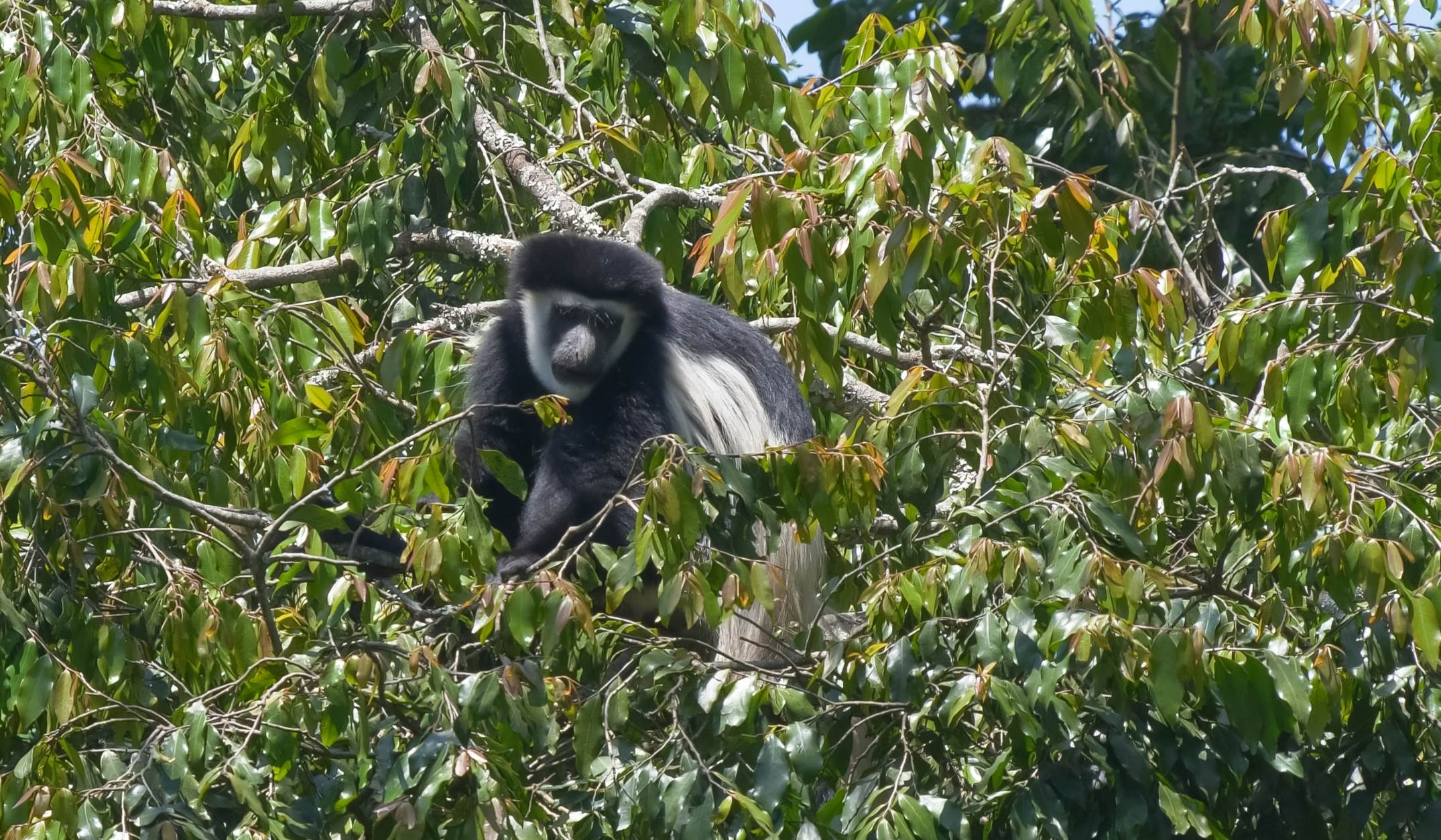Walking safari Arusha National Park - Full day | Tanzania Specialist