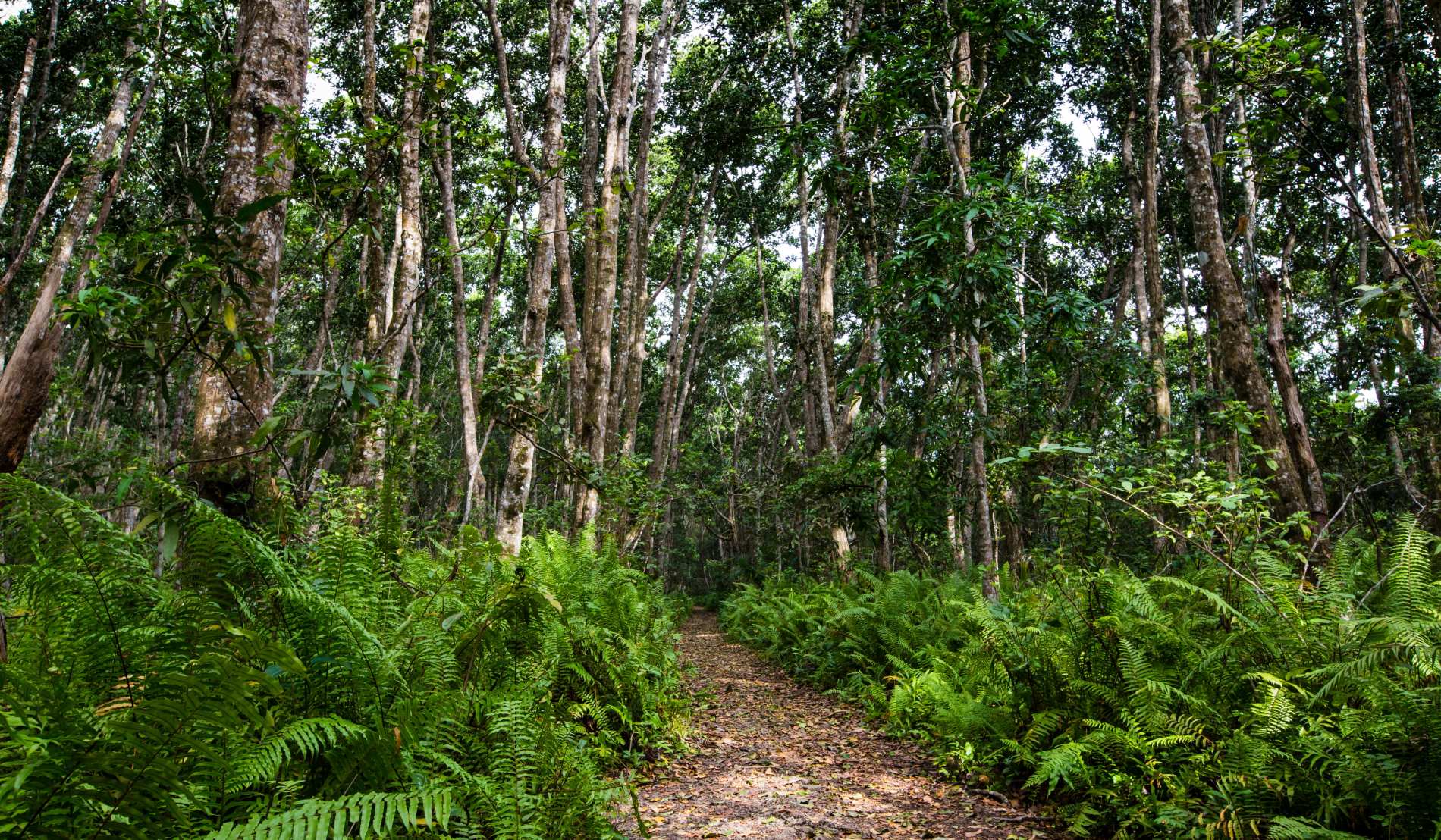 Jozani Forest – Half day | Tanzania Specialist