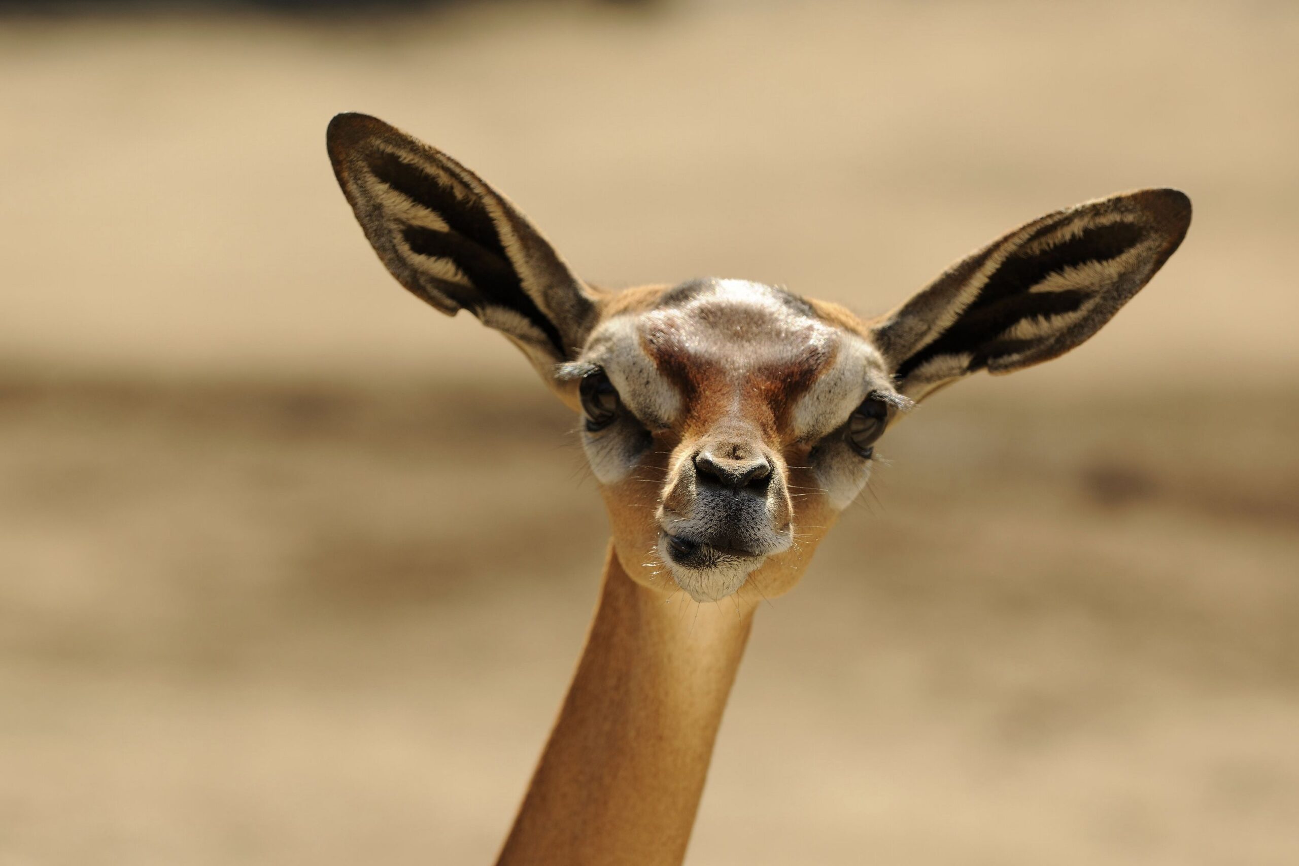 Gazelle Vs. Antelope | Tanzania Specialist