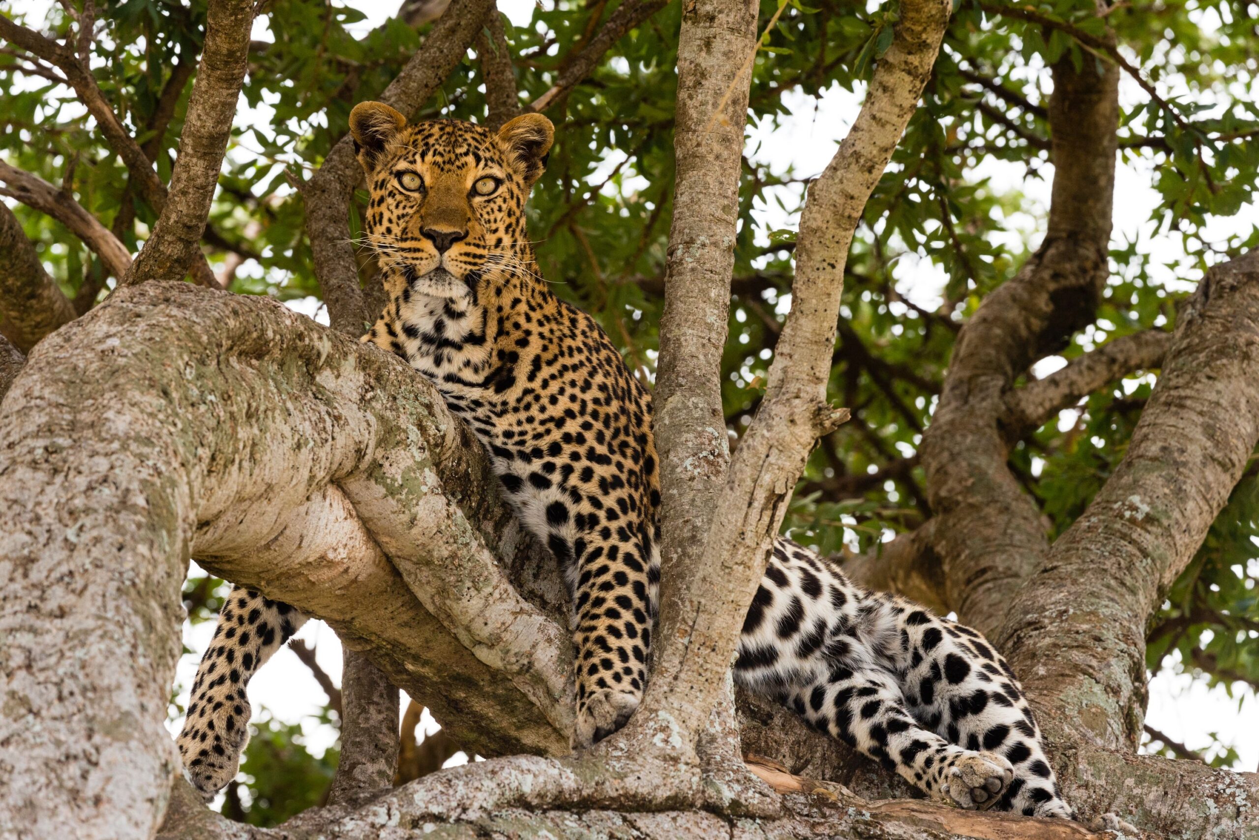 10 Most Seen Animals And Where To Spot Them On Your Tanzania Safari!