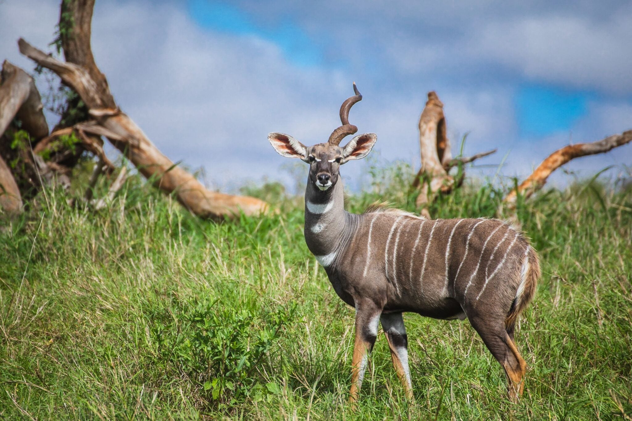 Gazelle Vs. Antelope | Tanzania Specialist