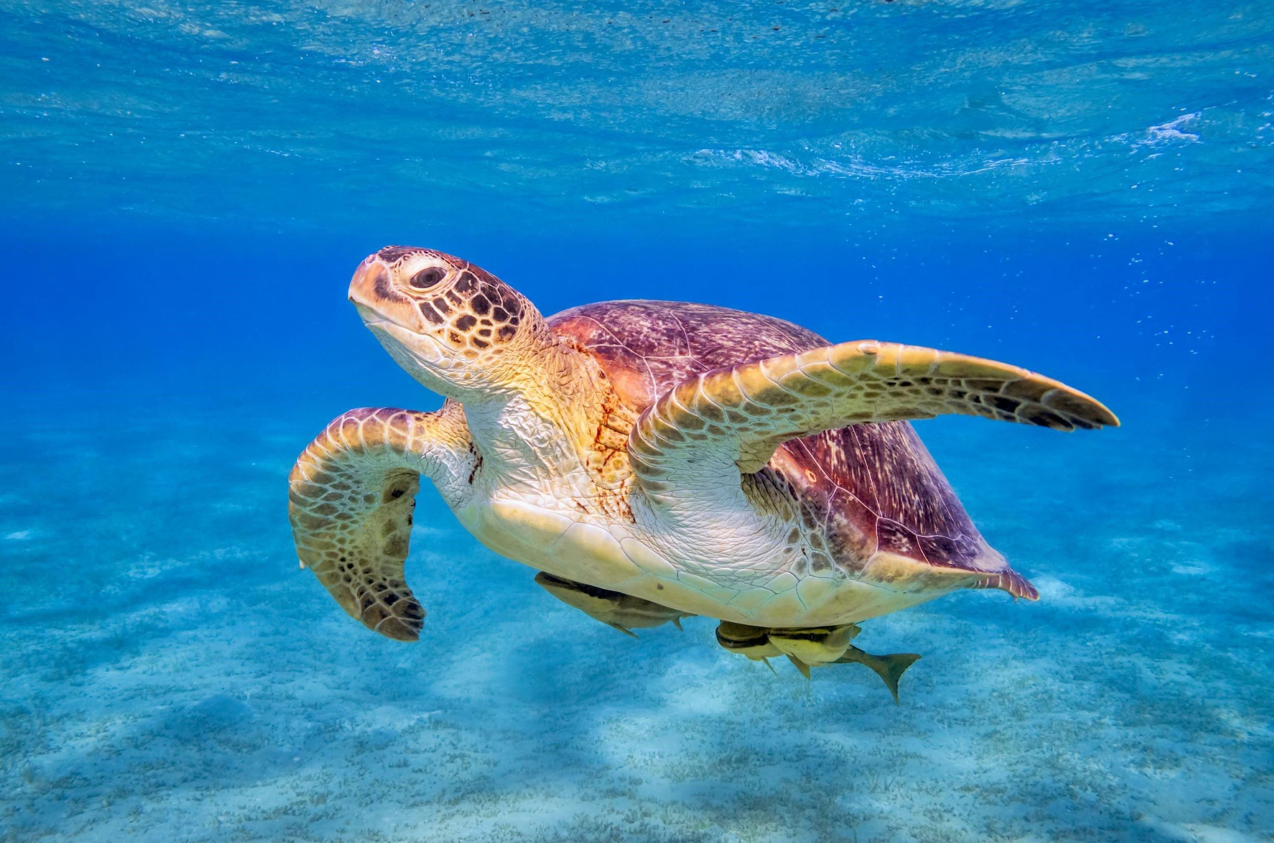 Swimming with Turtles in Zanzibar: Where to Find Them?