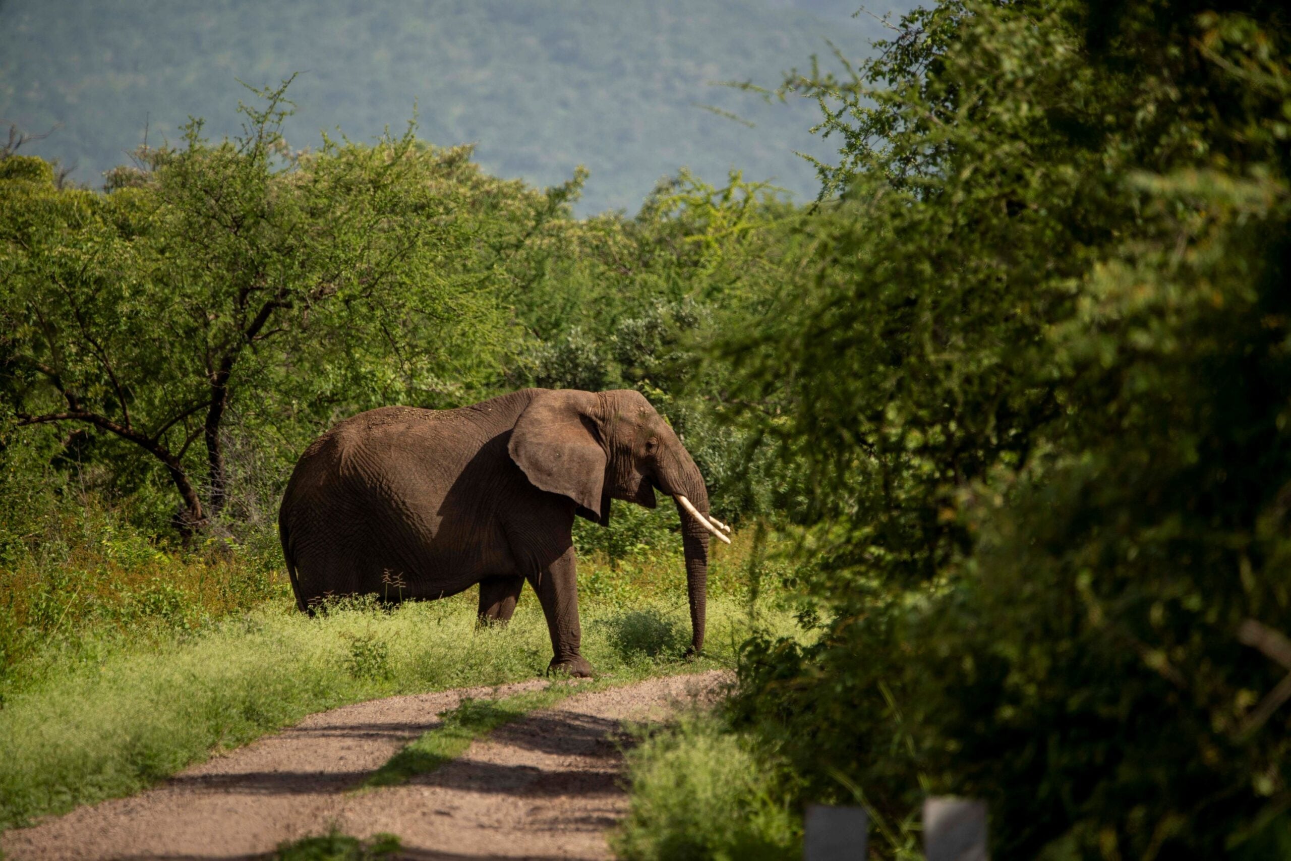 Makuyuni Wildlife Park | Tanzania Specialist