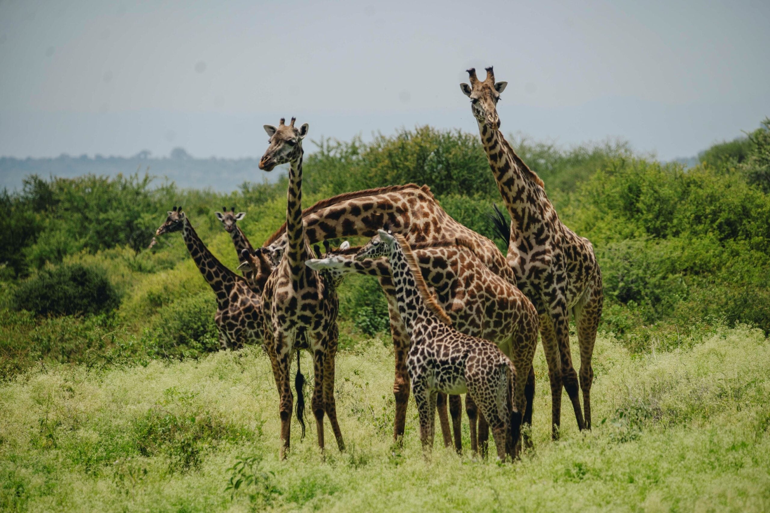 Makuyuni Wildlife Park | Tanzania Specialist