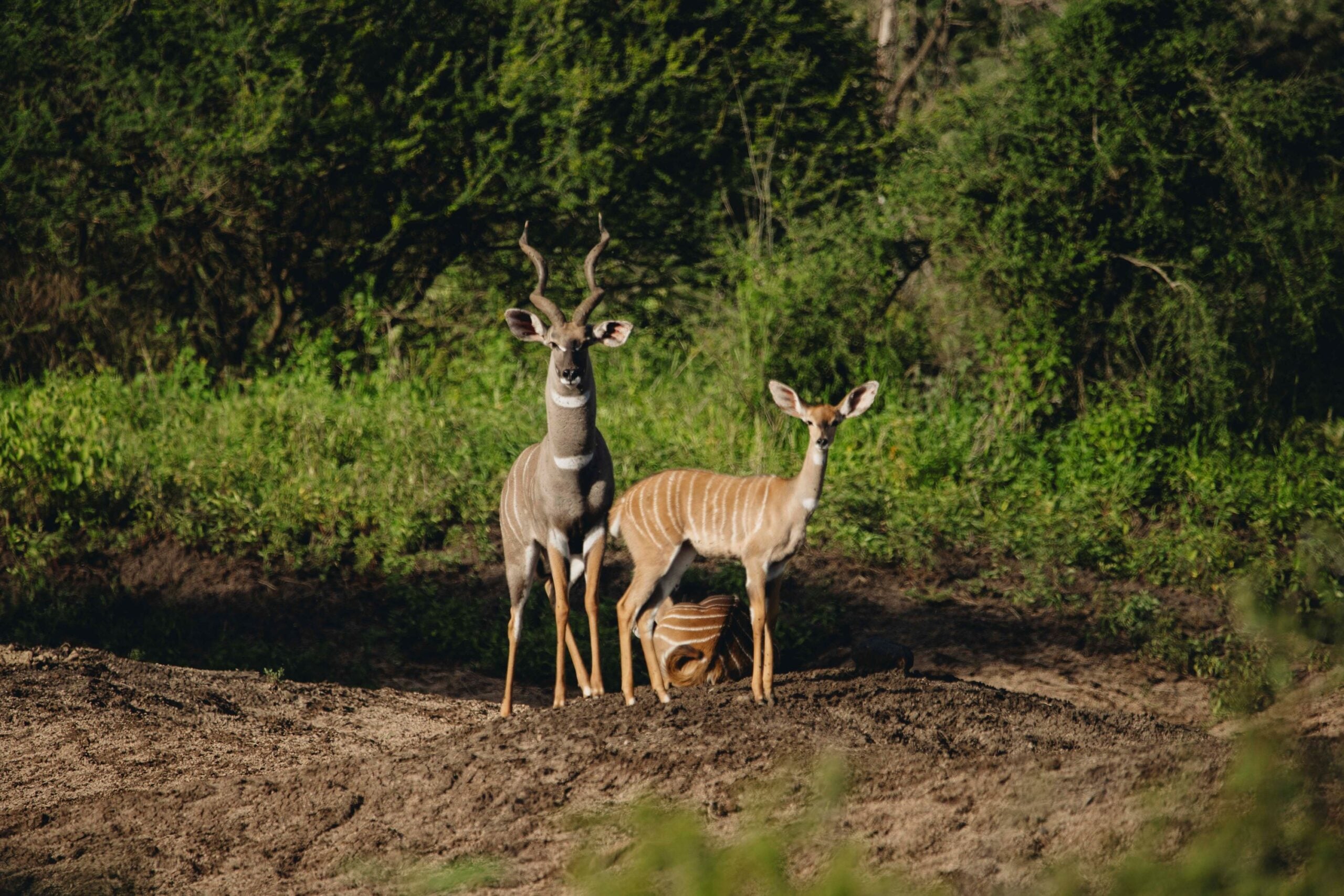 Makuyuni Wildlife Park | Tanzania Specialist