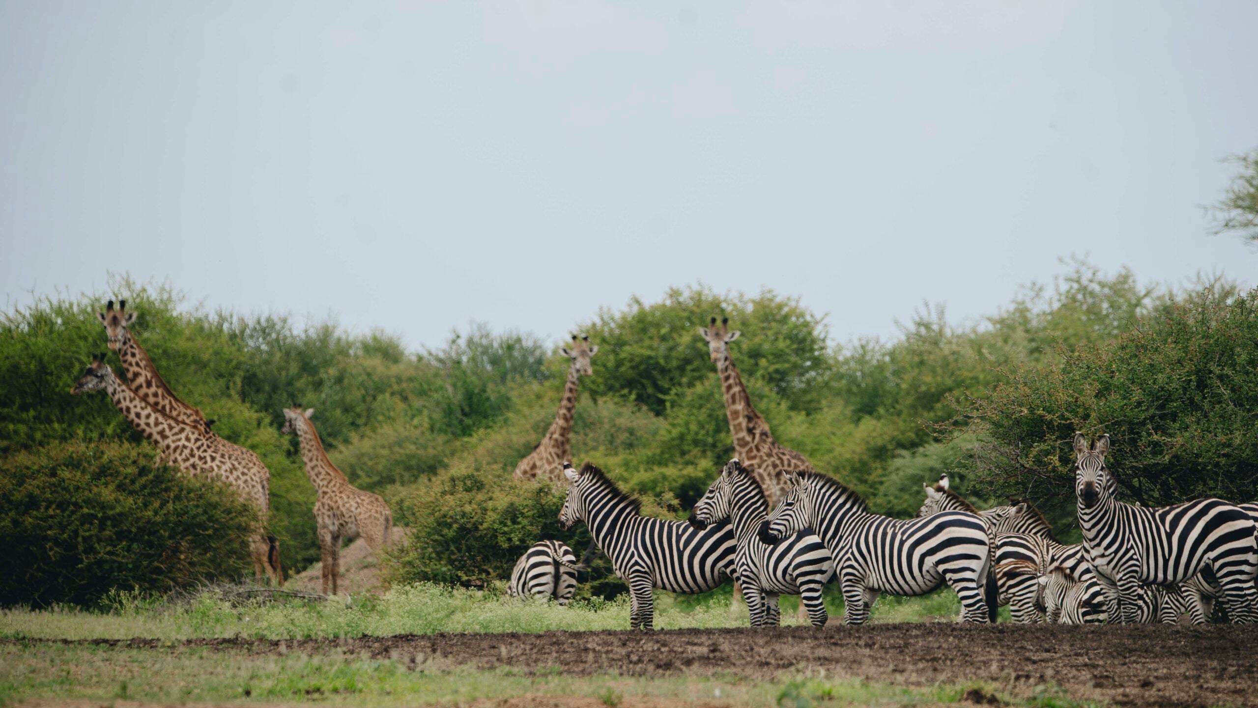 Makuyuni Wildlife Park | Tanzania Specialist