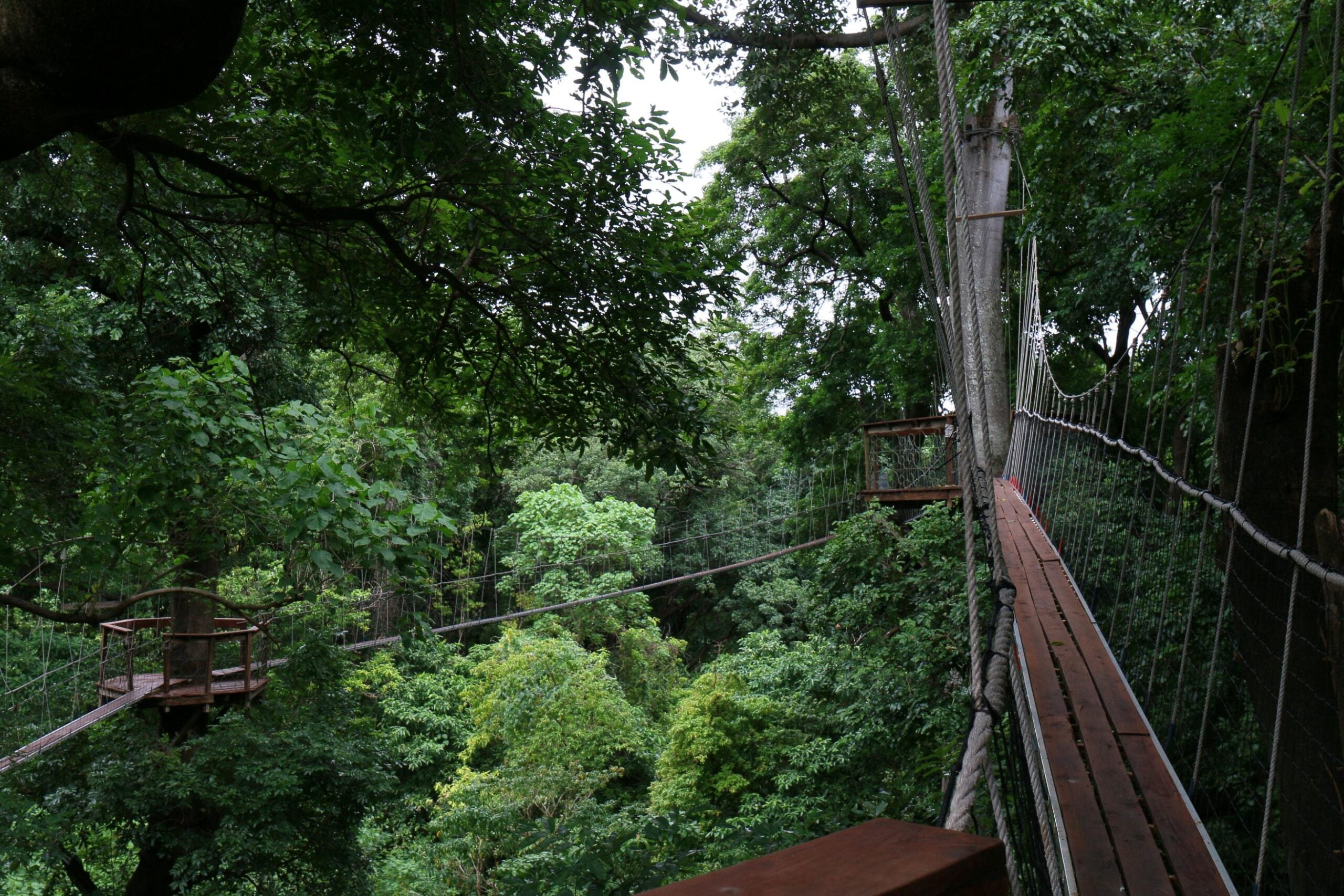 Treetop Walk in Lake Manyara National Park | Tanzania Specialist