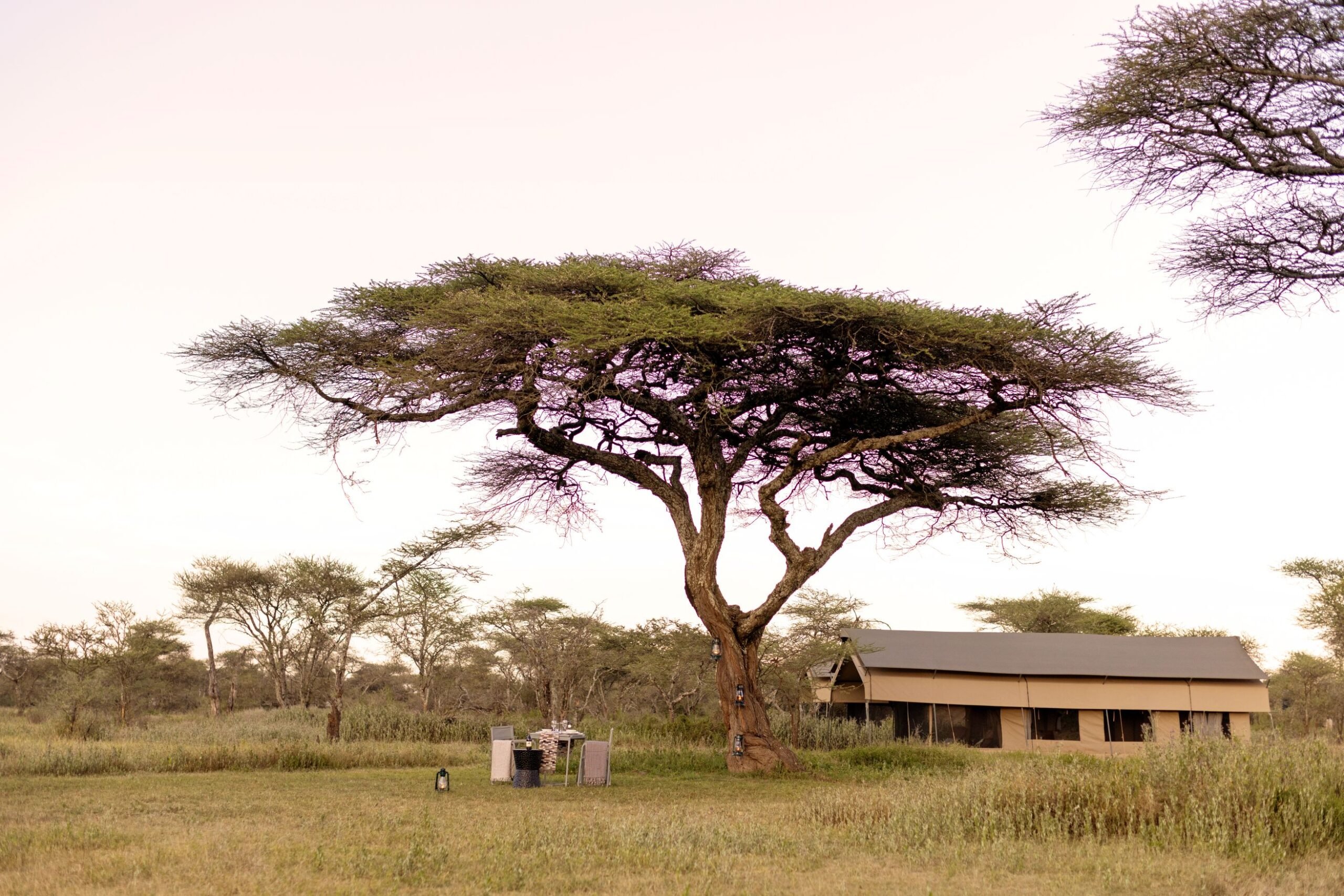 Ndutu Wilderness Camp | Tanzania Specialist