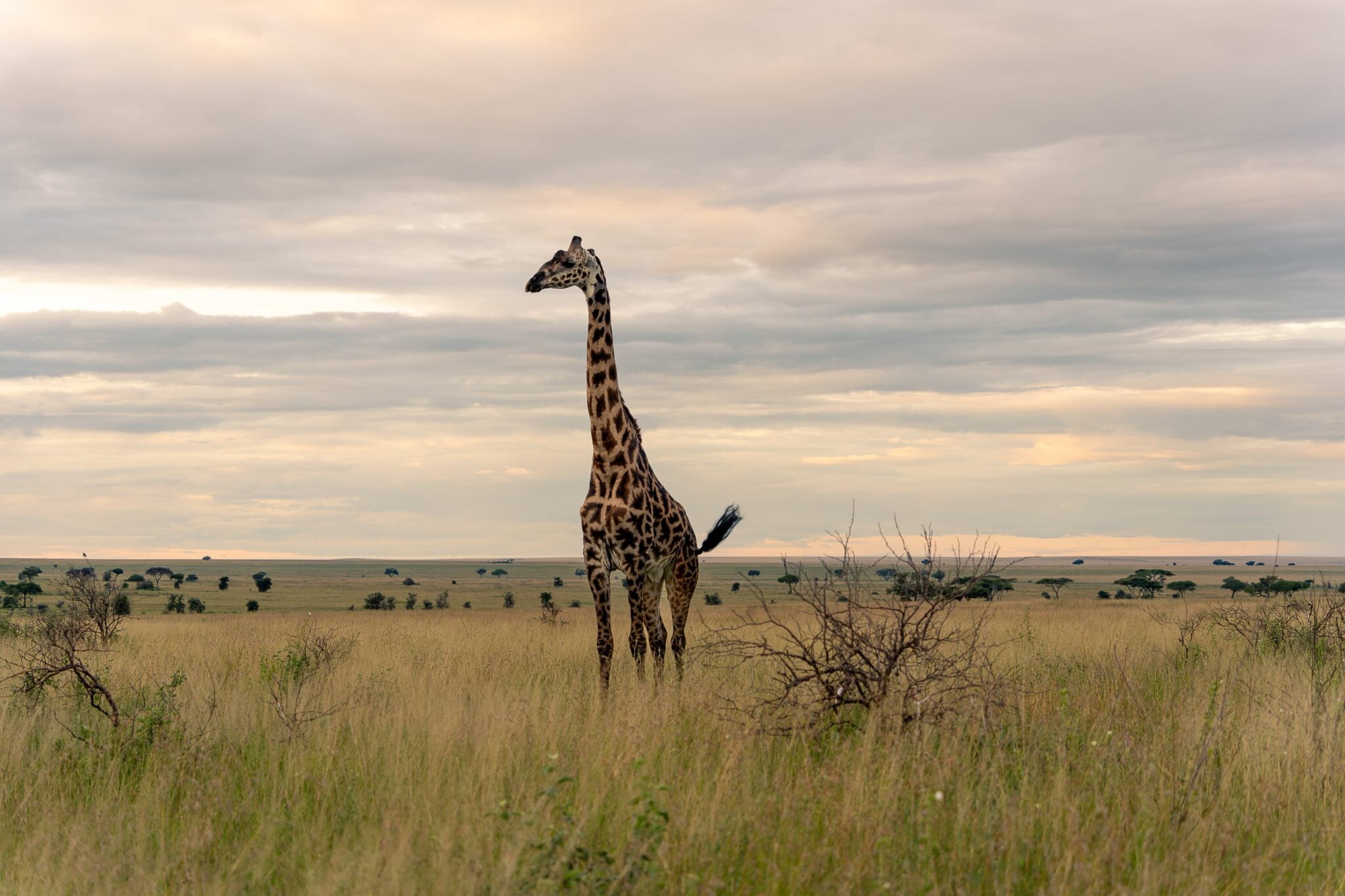Tanzania Specialist Achieves Travelife Partner Status