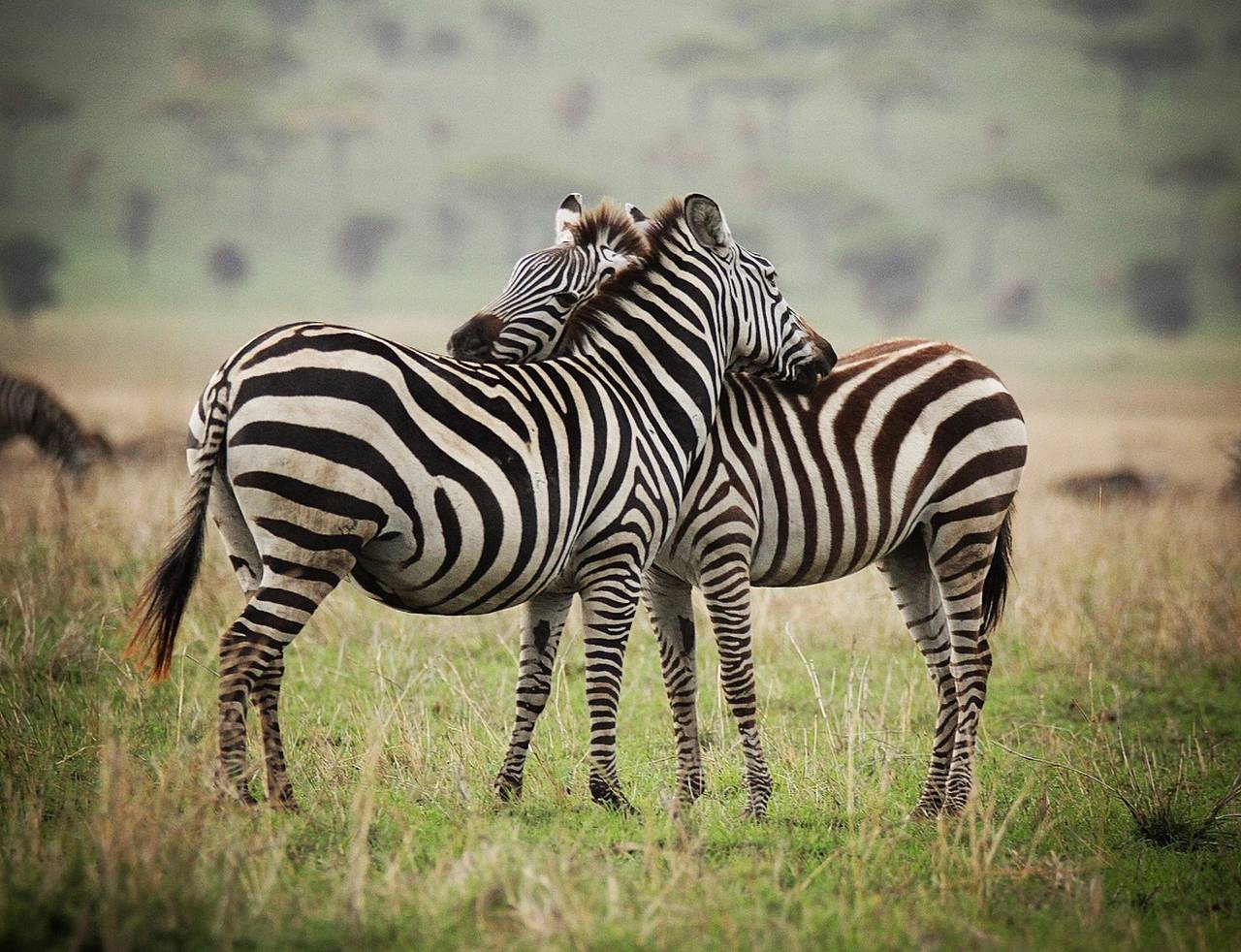 Tanzania Specialist Achieves Travelife Partner Status