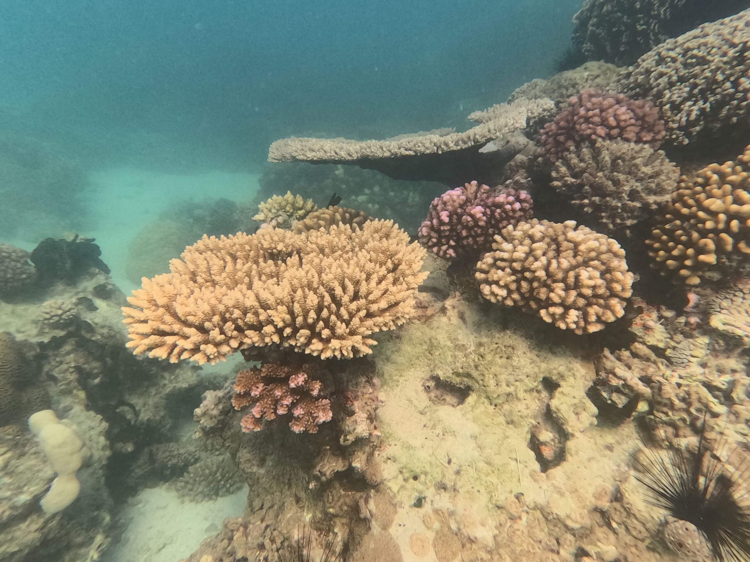 Semi-Submarine Experience - the Classic Reef Tour to corals & reef ...