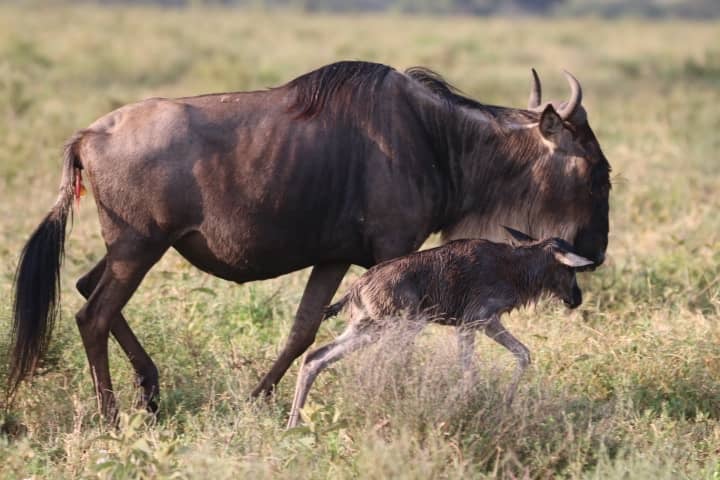 Ndutu (only from end of December to March during the calving season of ...