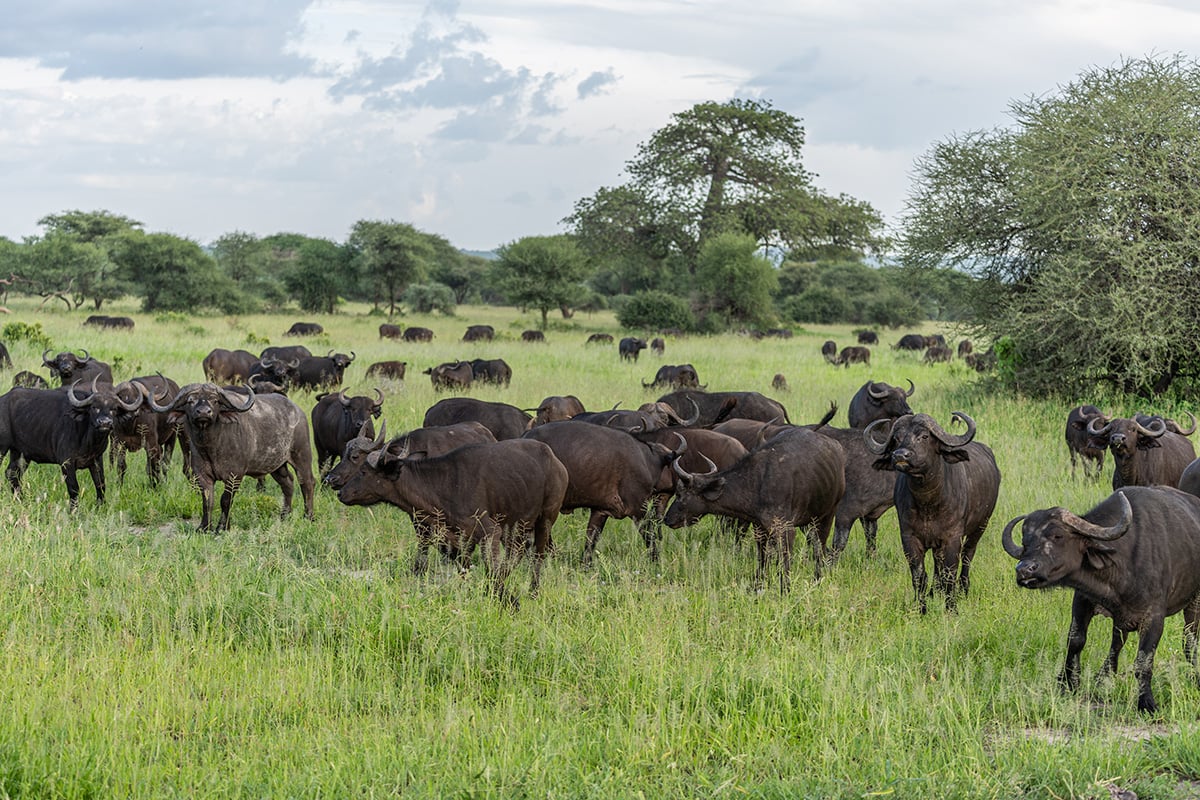 20 best Tourist Attractions in Tanzania – Complete Guide [2023]